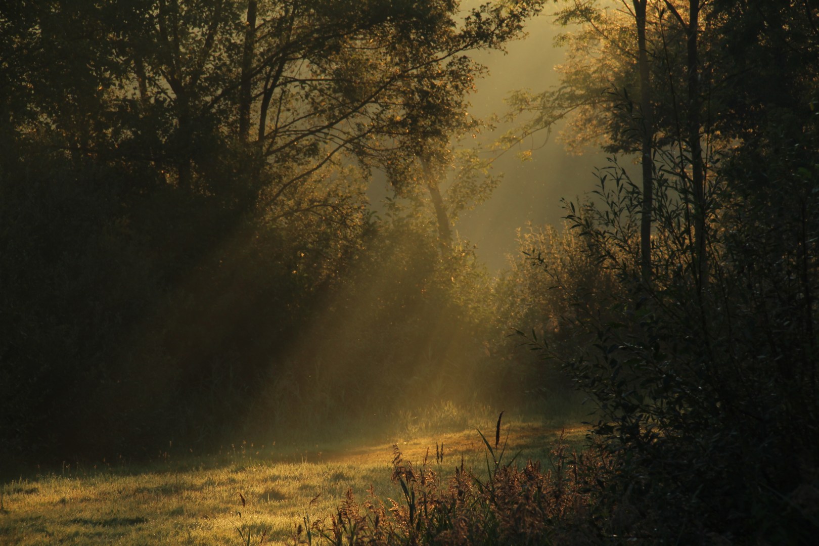 Hope in the Shadows – Hearts Not Forgotten